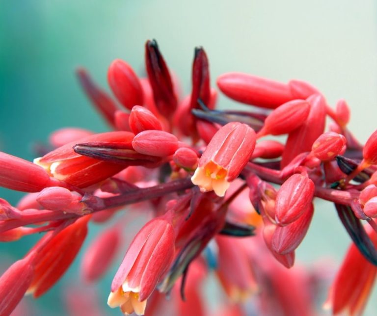 How To Grow Red Yucca From Seed? - 🌱 Grower Today