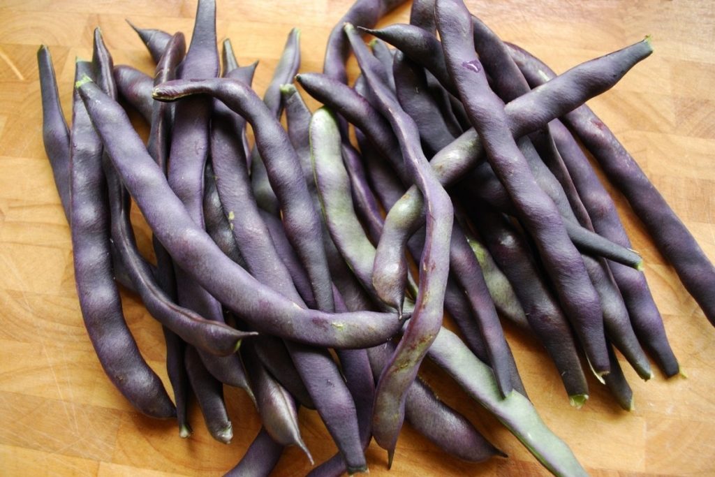 Purple Green Beans - 🌱 Grower Today