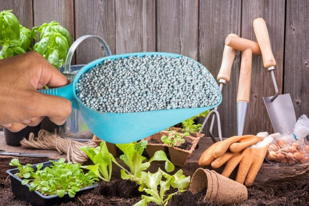 The High Phosphorous Fertilizer - The King Of Gardening! - 🌱 Grower Today