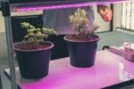 All About LED Grow Light Distance Chart - 🌱 Grower Today