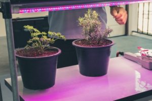 All About LED Grow Light Distance Chart - 🌱 Grower Today