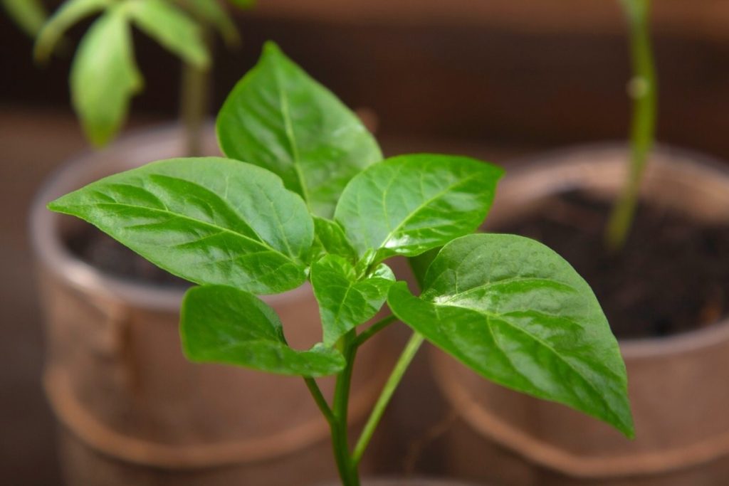 Bell Pepper Sprouts - Grower Today