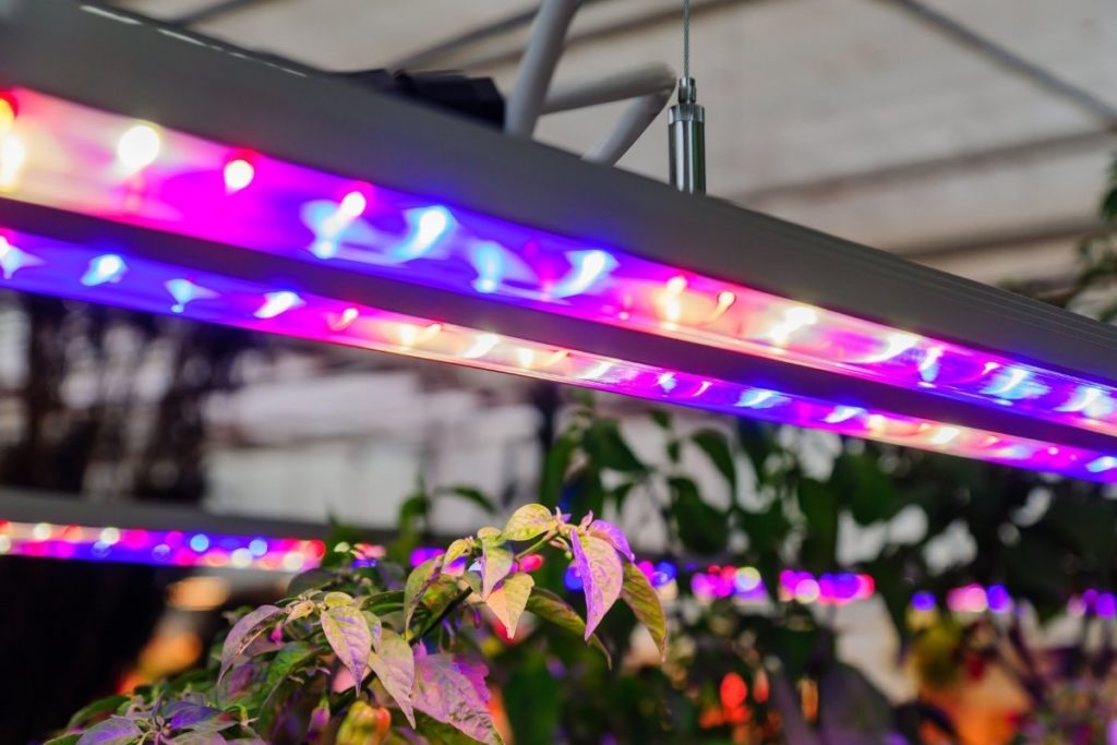 What Are T5 LED Grow Lights All About? - 🌱 Grower Today