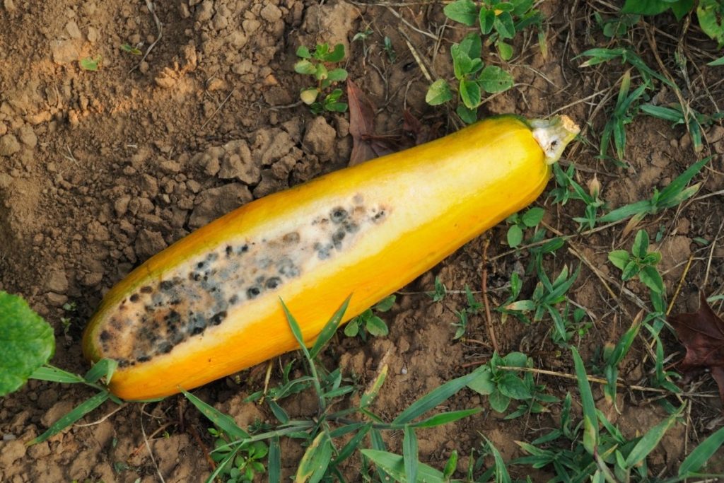 A Guide On How To Tell if a Squash is Bad - 🌱 Grower Today