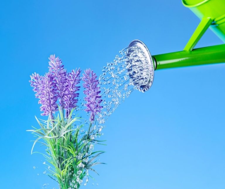 How Often Water Lavender? - 🌱 Grower Today