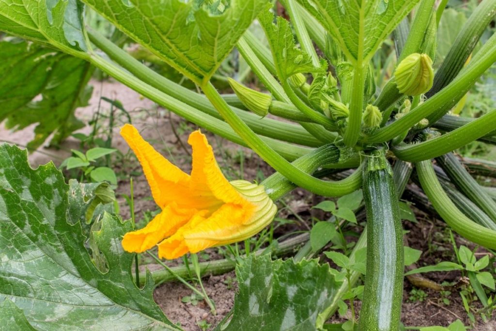 What Is The Right Zucchini Plant Size? - 🌱 Grower Today