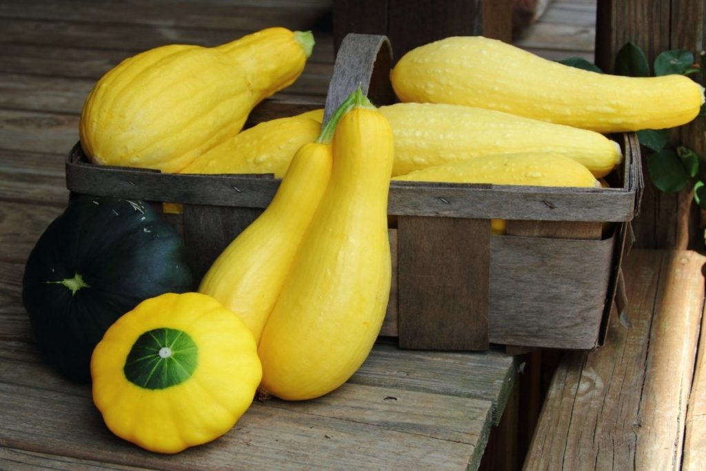 Do You Know When To Pick Yellow Squash? Find Out Here - 🌱 Grower Today