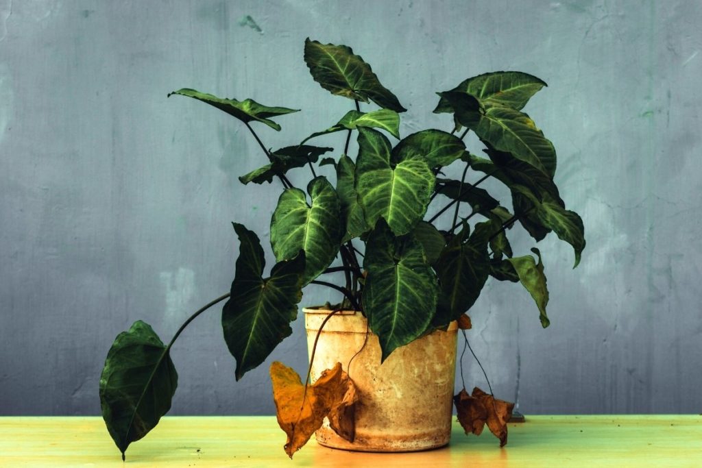 Get To Know How Often To Water Ivy - Grower Today