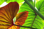 8 Facts About The Philodendron Red Moon - Grower Today