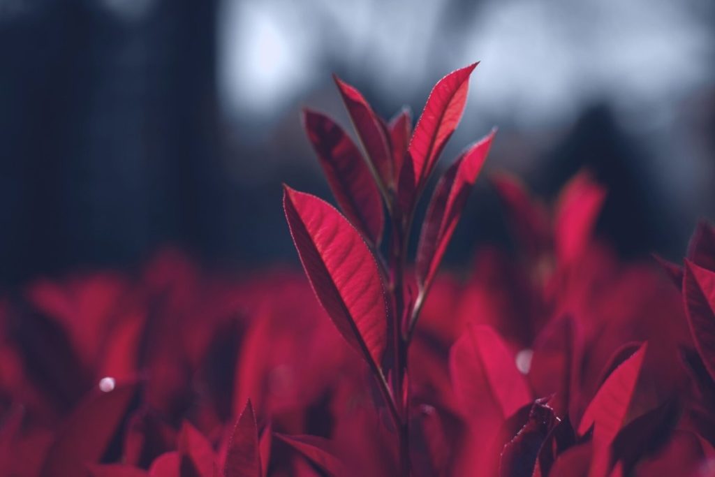 The Ultimate Plant Care Guide For Red Moon Philodendron - 🌱 Grower Today