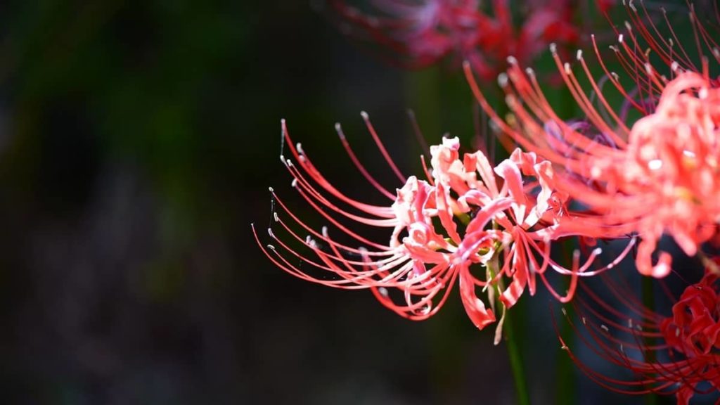 Tips When Growing The Pink Spider Lily From Seed - 🌱 Grower Today