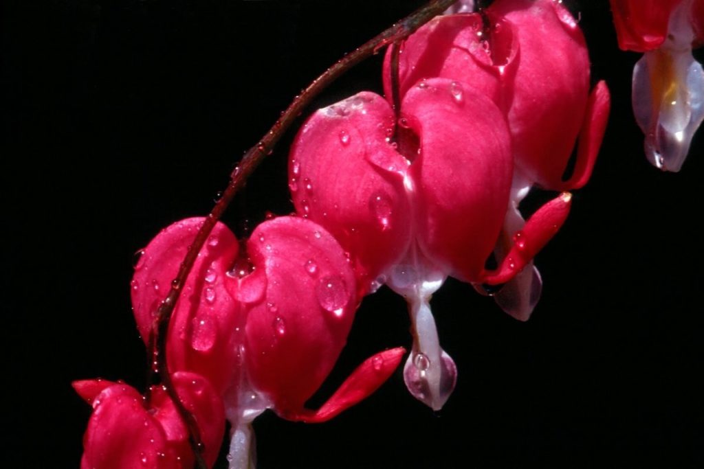 What is The Bleeding Heart Flower Meaning? - 🌱 Grower Today