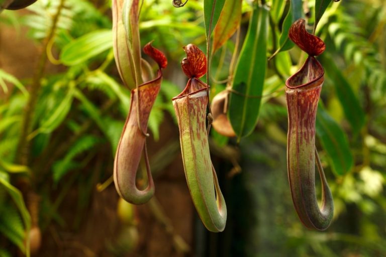 A Guide On Feeding A Pitcher Plant - How To Do It - 🌱 Grower Today