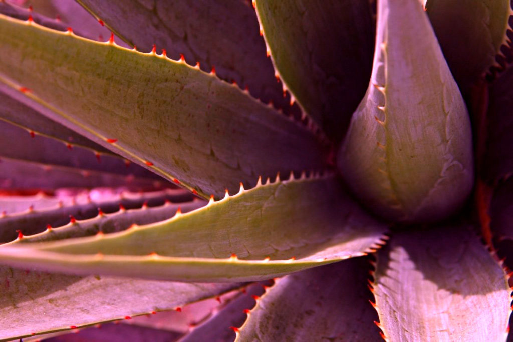 All You Need To Know About The Purple Aloe Vera - Grower Today