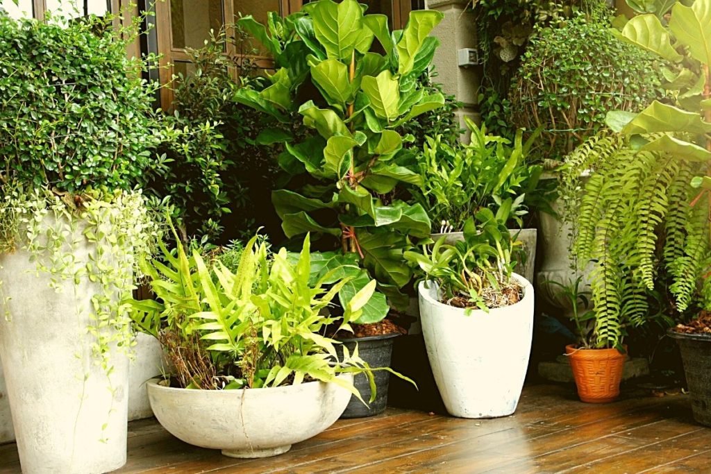 How To Keep Potted Plants From Falling Over - 🌱 Grower Today