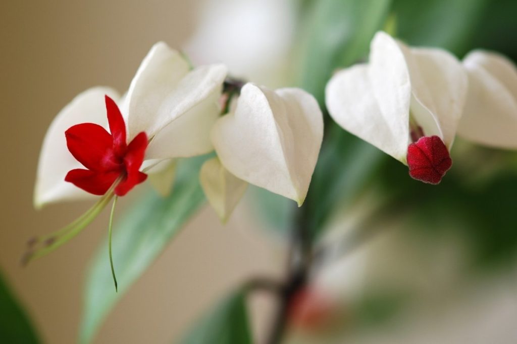 All You Need To Know About The Climbing Bleeding Heart - Grower Today