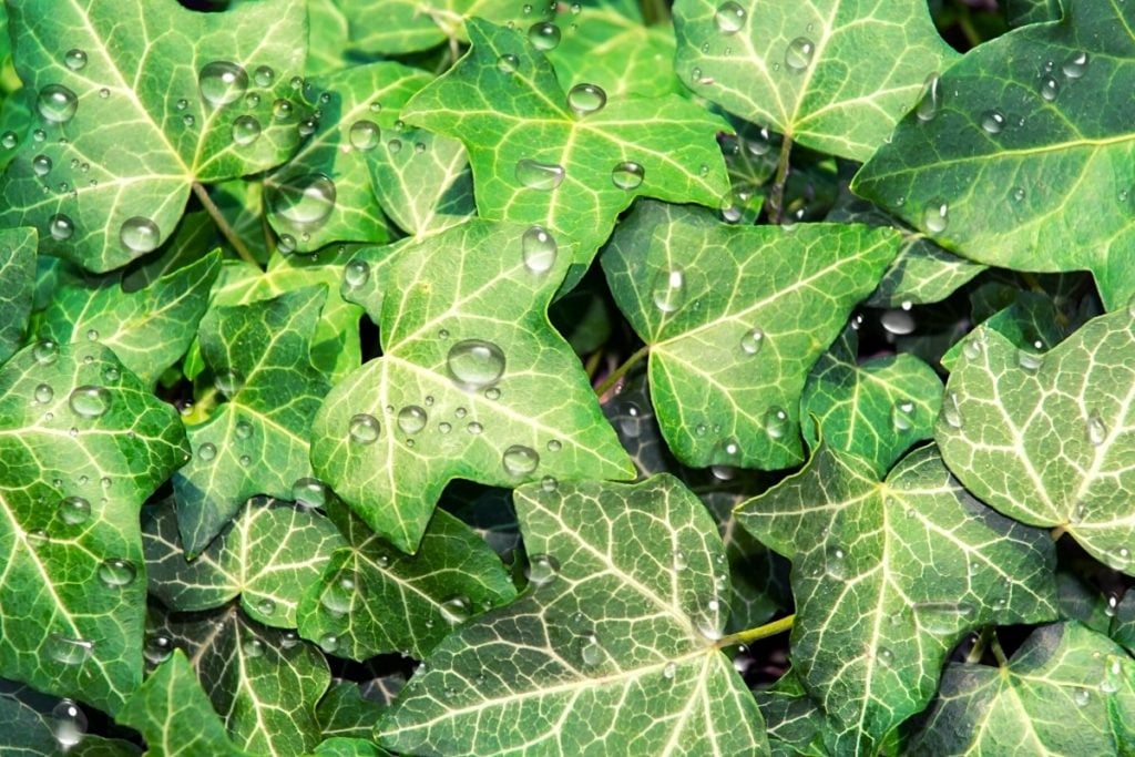 The Right Hedera Helix Watering Schedule - Grower Today