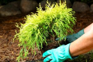 3 Tips For A Landscaping With Golden Mop Cypress - 🌱 Grower Today