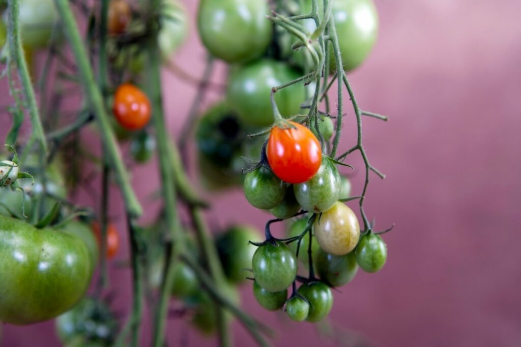 How To Grow Tomatoes Upside Down - Can You Do This?! - Grower Today
