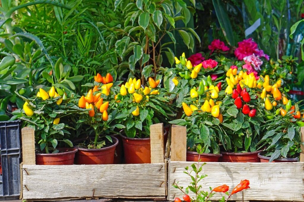 What Size Pot Do Peppers Need? Here’s The Answer! - Grower Today