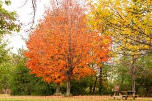 7 Blaze Maple Tree Facts That'll Blow Your Mind - Grower Today