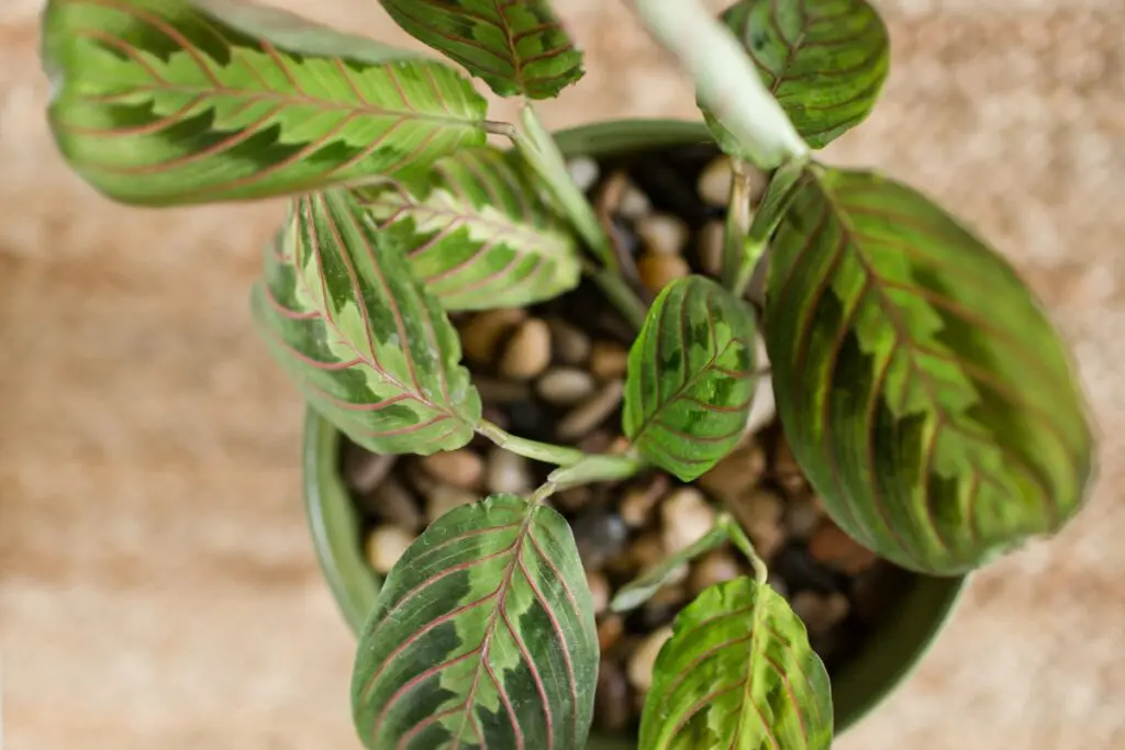 Different Prayer Plant Fungus Issues - Causes And Identification ...