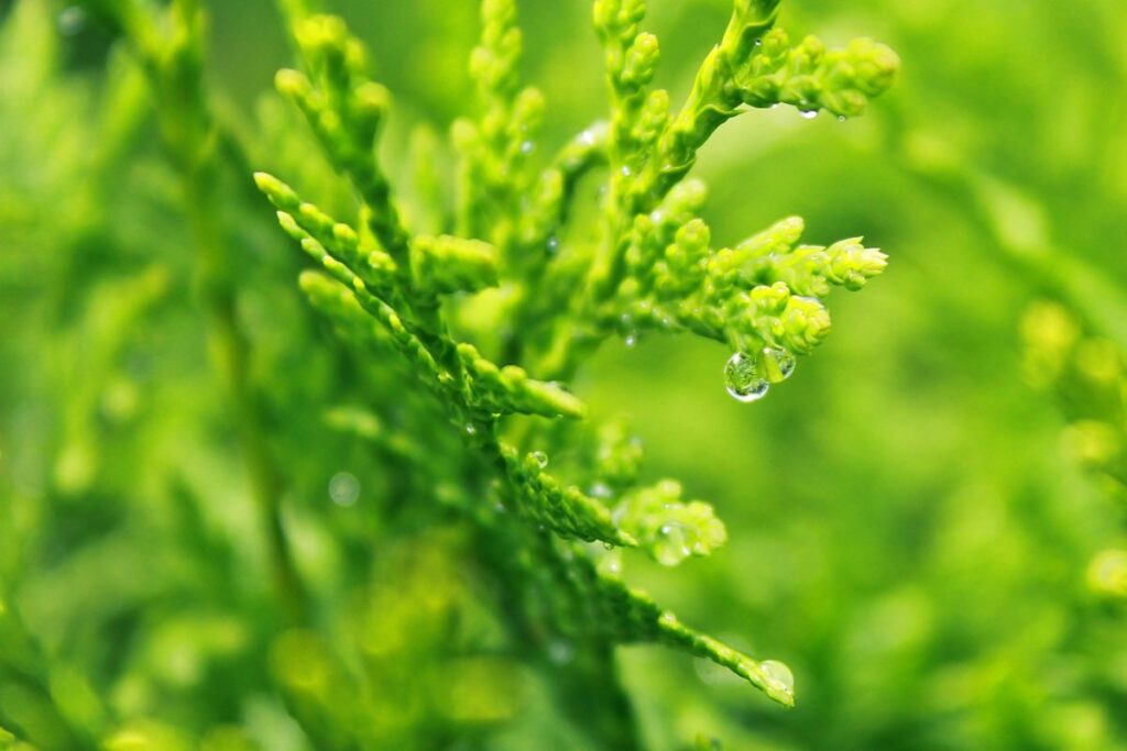 Your Guide To Growing Shrubs: Golden Thread Cypress Tree - Grower Today