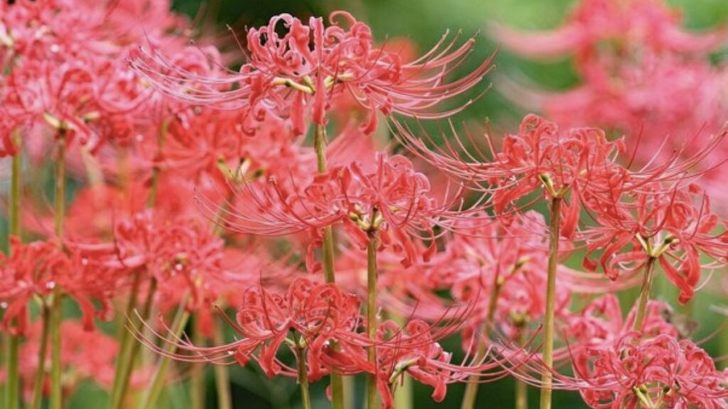 Tokyo Ghoul Flower Name - Learning The Significance Of Japanese Anime ...