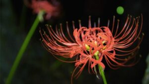 Tokyo Ghoul Flower Name - Learning The Significance Of Japanese Anime ...