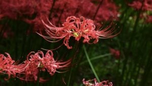 Tokyo Ghoul Flower Name - Learning The Significance Of Japanese Anime ...