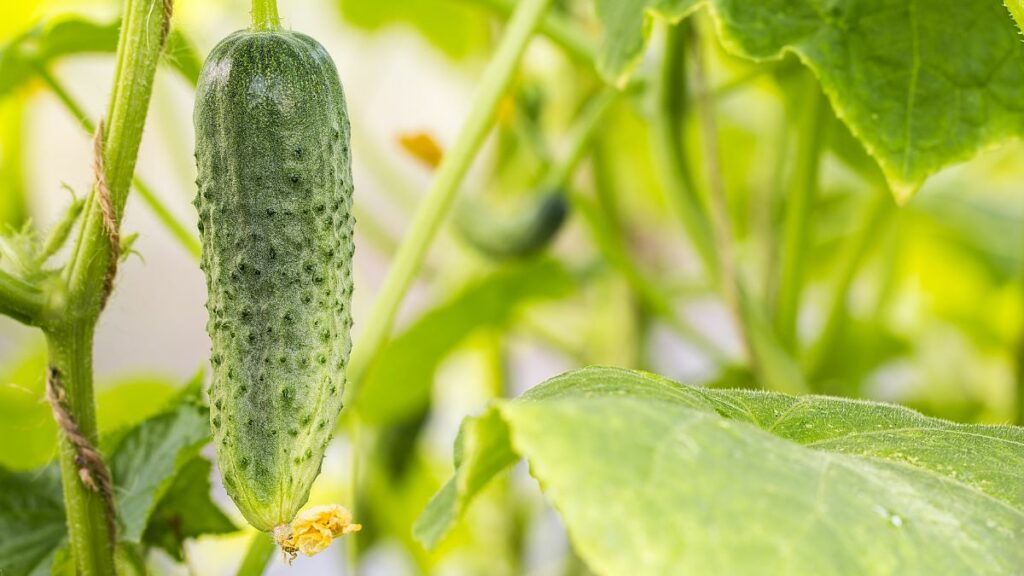 When To Water Cucumber Plants - The Do's And Don'ts - 🌱 Grower Today