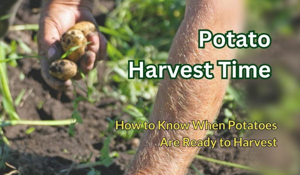 Know the Best Time to Pick Potatoes [Potato Harvest Time] - 🌱 Grower Today