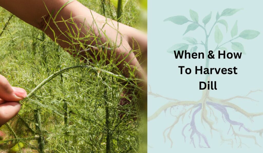 How to Harvest Dill Properly and Save It for Late - 4 Steps