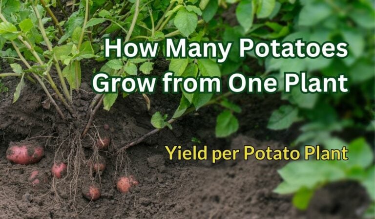 How Many Potatoes Will Grow Per Plant (and From ONE Seed) - 🌱 Grower Today