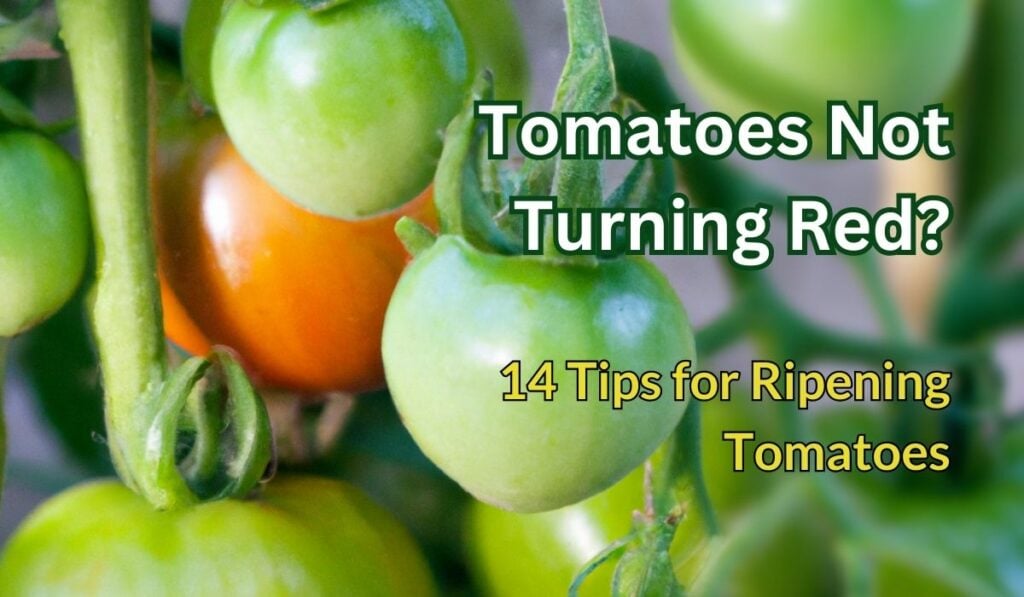 Tomatoes Not Turning Red? 14 Tips for Ripening Tomatoes - 🌱 Grower Today