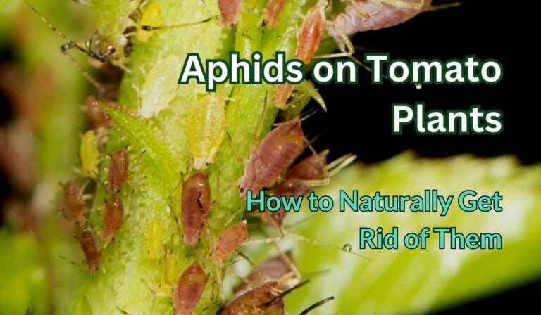 Aphids on Tomato Plants: How to Naturally Get Rid of Them - 🌱 Grower Today