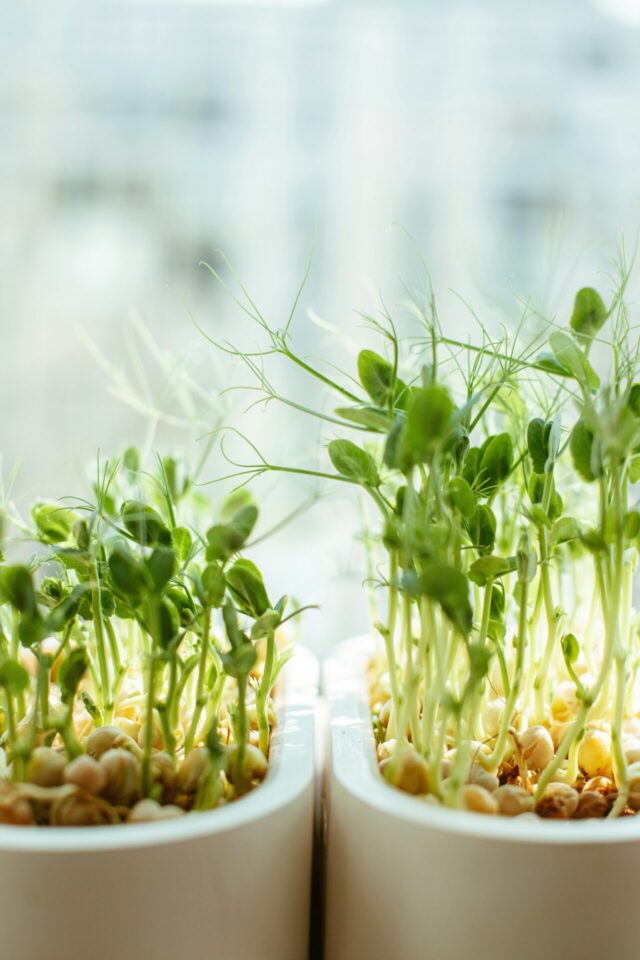 Growing Sprouts at Home: A Simple Guide for Beginners - 🌱 Grower Today