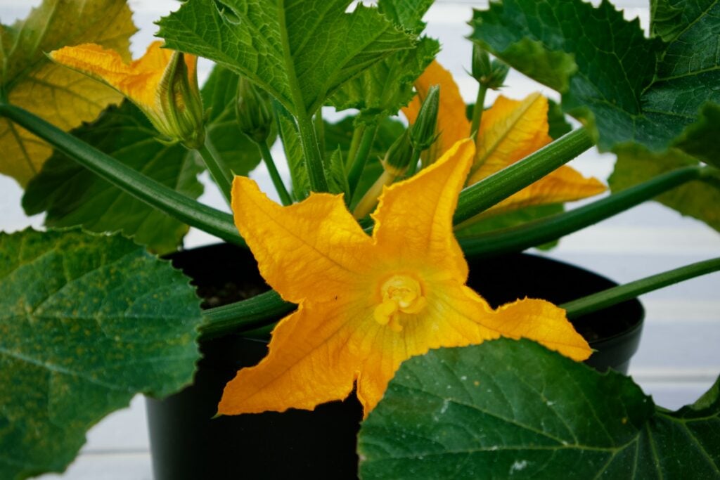 How to Grow Zucchini Vertically Using a Zucchini Trellis - 🌱 Grower Today