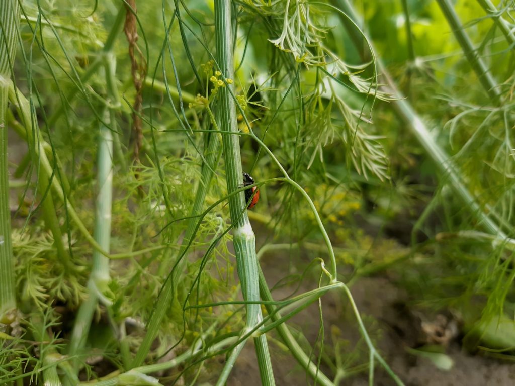 Natural Aphid Control: 10 Proven Methods - 🌱 Grower Today