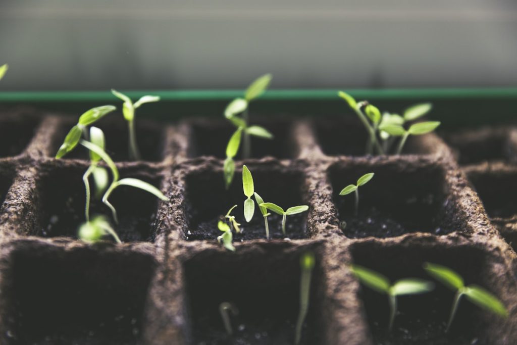 Best Potting Soil for Indoor Plants (2026) - 🌱 Grower Today